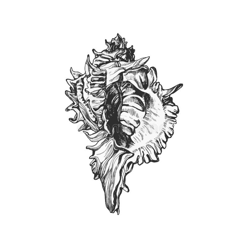 Broken Conch Shell Drawing