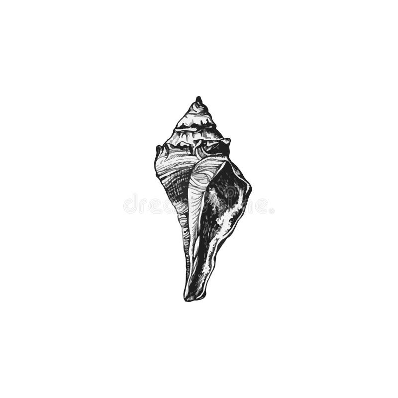 Cowrie Shell Stock Illustrations – 299 Cowrie Shell Stock Illustrations ...