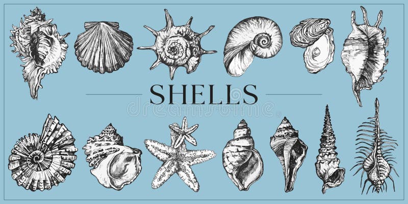Handdrawn Shells Illustrations, Shells Drawing, Sea Elements, Ocean ...