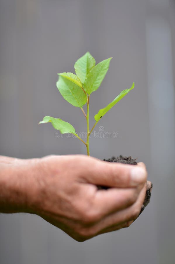 Beautiful Hands Holding a Young Tree Sprout Close Up Stock Image ...