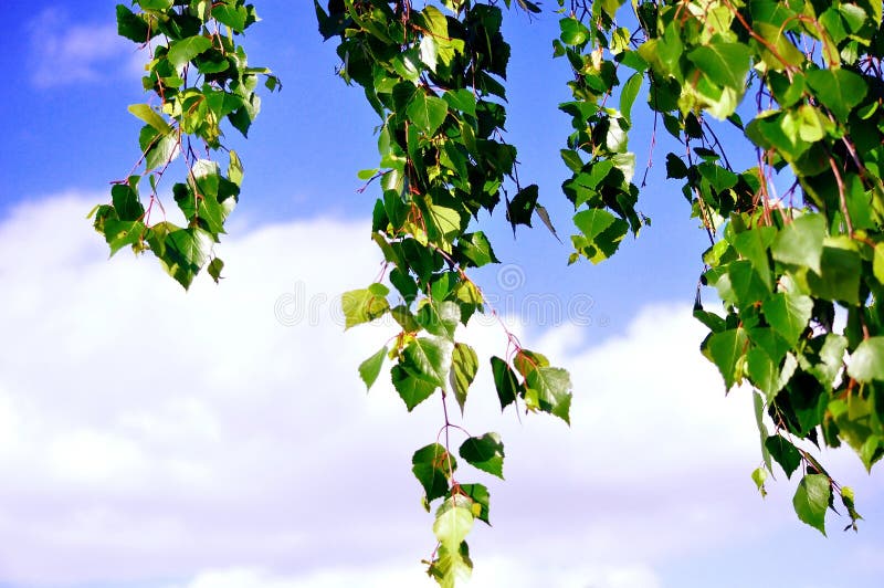 Beautiful Hanging Birch Branches Against A Clean Blue Sky Stock Image ...