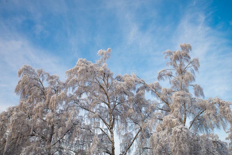 Beautiful Hanging Birch Trees Against a Blue Sky on a Winter Day Stock ...