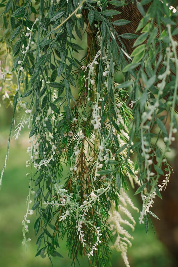 Beautiful Hanging Branches with Leaves in Spring or Summer in the ...