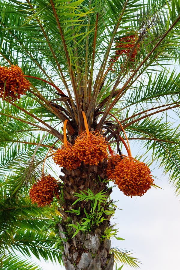 175 Beautiful Hanging Orange Palm Tree Fruit Stock Photos - Free ...