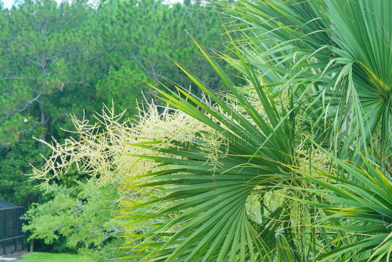 175 Beautiful Hanging Orange Palm Tree Fruit Stock Photos - Free ...