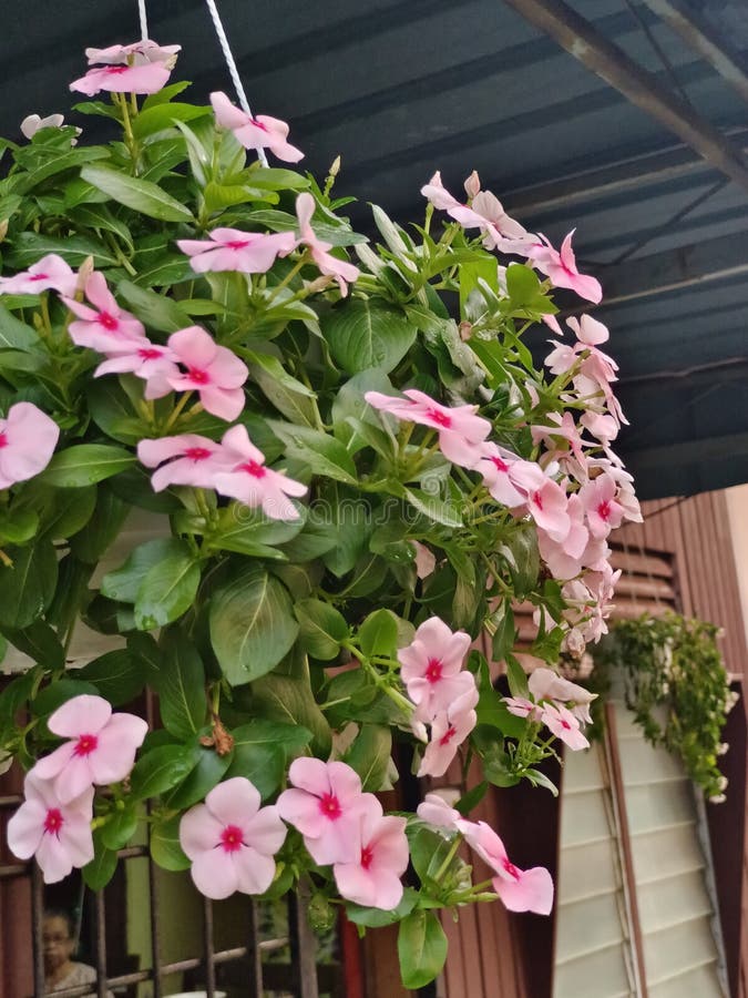Beautiful Hanging Pink Vinca Flowers Stock Photo - Image of pink ...