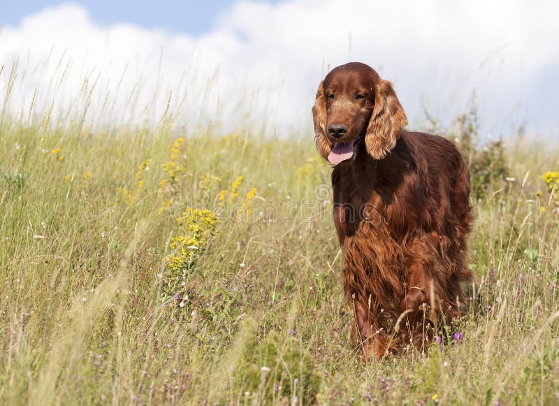 Beautiful Happy Pet Dog Standing in the Grass Stock Image - Image of ...