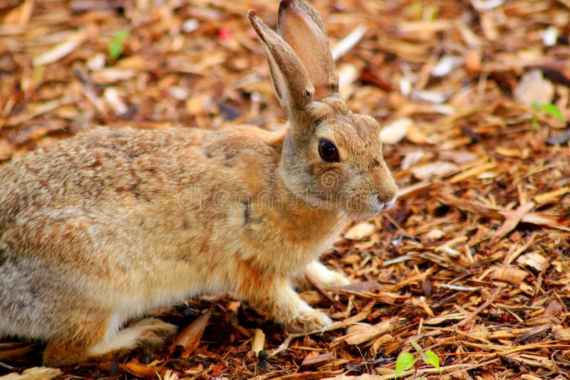 A Beautiful Hare Comes into the Garden for a daily Visit Stock Photo ...