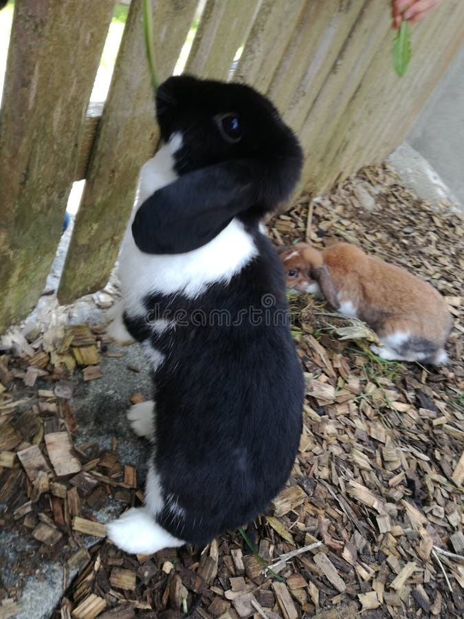 Beautiful hare stock photo. Image of eating, hare, beautiful - 83825720