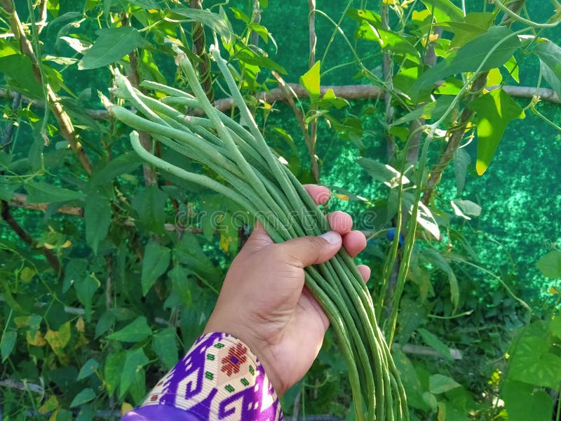 Beautiful Harvest Beans stock image. Image of tree, beautiful - 341969711