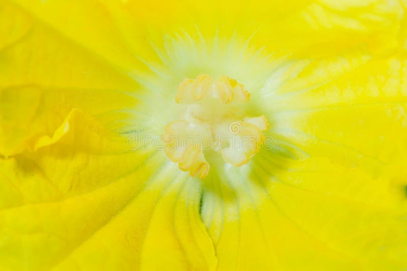 Beautiful Hatch flower stock image. Image of fresh, outdoor - 24074013