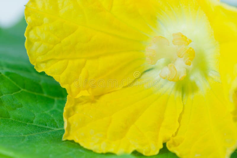 Beautiful Hatch flower stock image. Image of tree, outdoor - 24203649