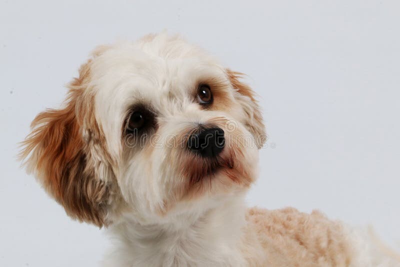 Beautiful Havanese Portrait in the Studio Stock Photo - Image of animal ...