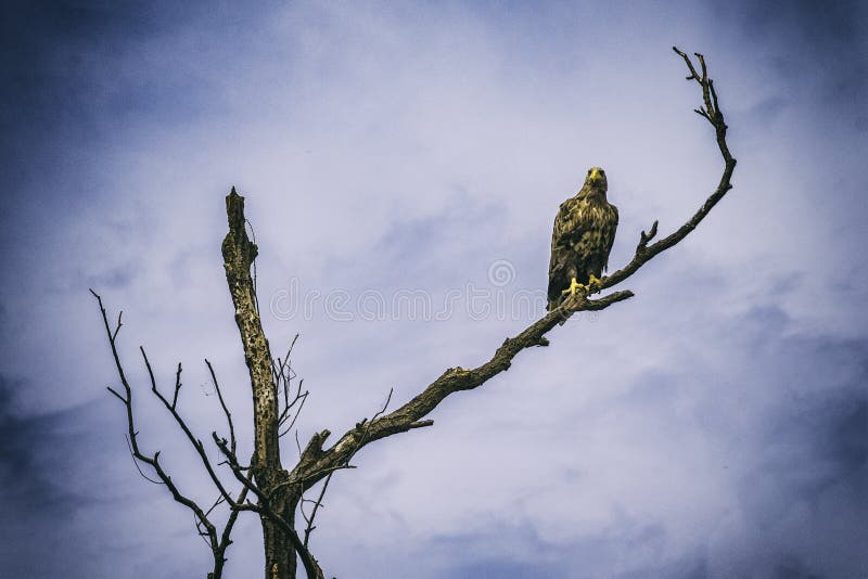 Beautiful Hawk on Branch Under Blue Sky Stock Image - Image of hawk ...