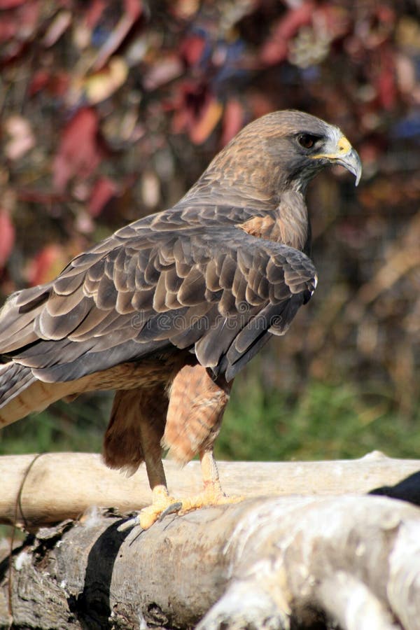 Beautiful hawk close-up stock photo. Image of detailed - 5077168