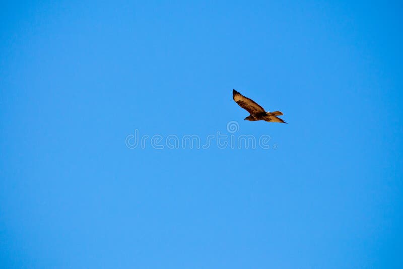 Beautiful hawk in flight stock photo. Image of outdoor - 89952466