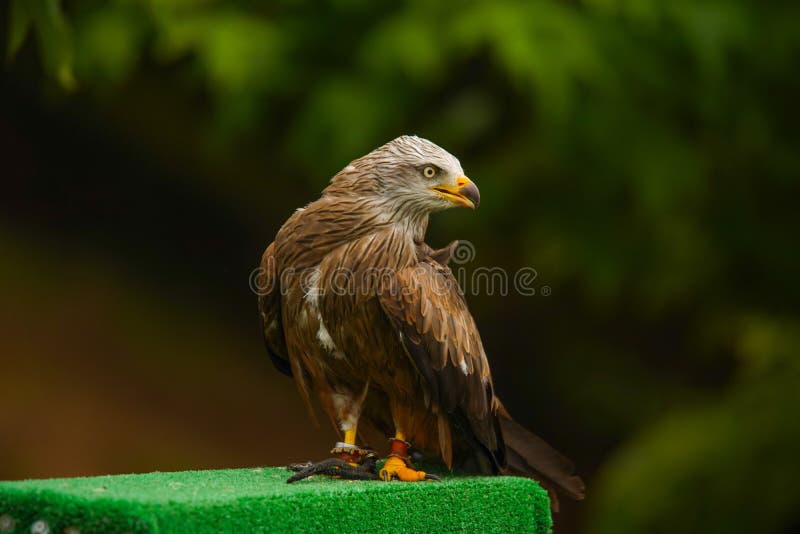Beautiful Hawk on a Green Surface in a Zoo Stock Image - Image of male ...