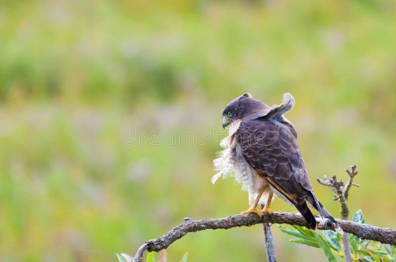 Beautiful Hawk-hawk Bird or Roadside Hawk Stock Photo - Image of ...