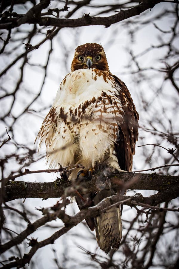 A Beautiful Hawk Perched on a Tree Stock Image - Image of ruffled ...