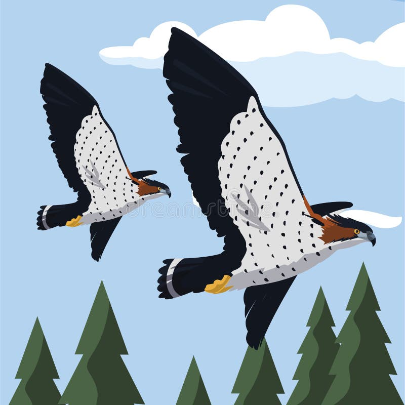Beautiful Hawks Flying Majestic Birds Stock Illustration - Illustration ...