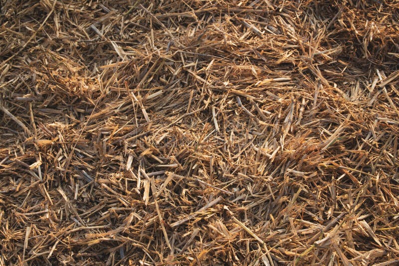Beautiful Hay Background with Sunlight Stock Photo - Image of wallpaper ...