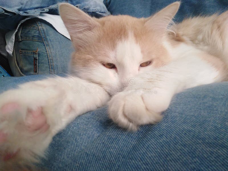 Beautiful Hazel Eyed Cat Staring Stock Photo - Image of hazel ...