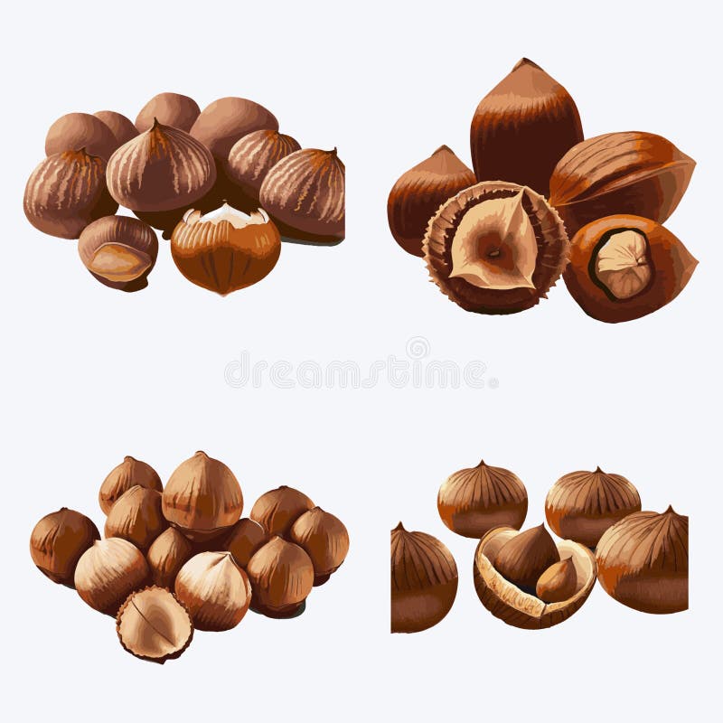Beautiful Hazelnut in Solid Background, Vector Illustration Stock ...
