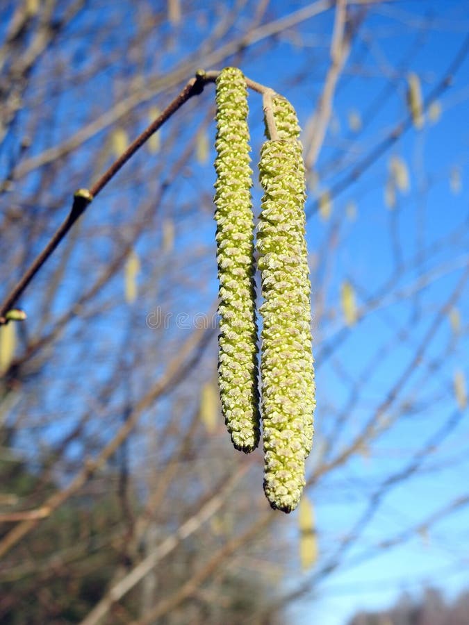 Hazelnut Tree Branches in Spring, Lithuania Stock Image - Image of time ...