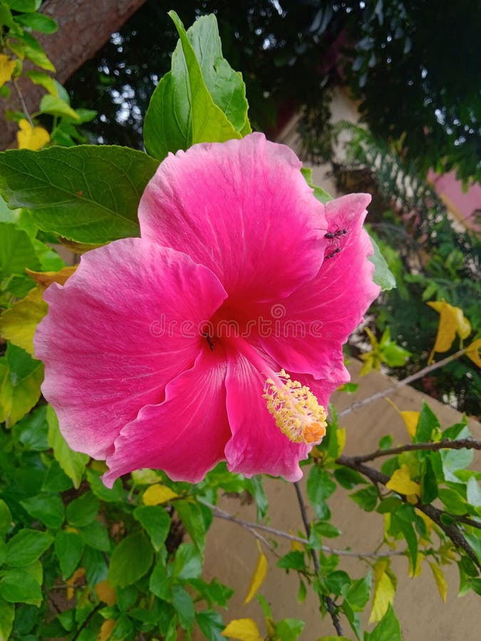 Beautiful HD Picture Very Nice Picture Cute Picture Stock Photo - Image ...