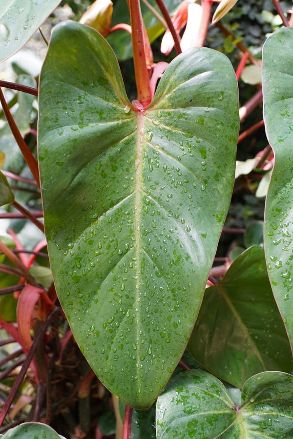 Beautiful and Healthy Green Leaf of Philodendron Red Emerald Stock ...