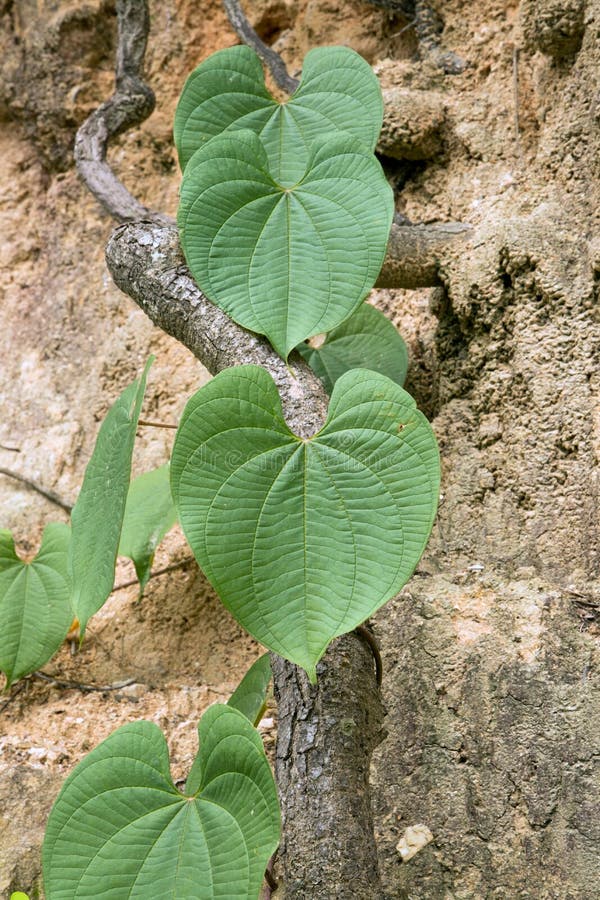 Beautiful Heart Shape of Leaf. Stock Photo - Image of plant, fresh ...
