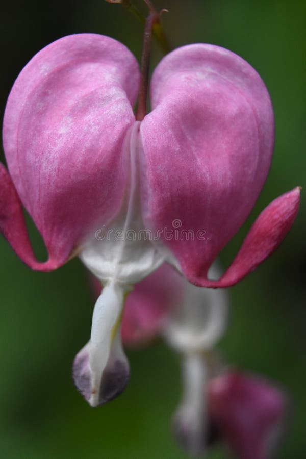 Beautiful Heart Shaped Blossom on a Bleeding Heart Stock Image - Image ...