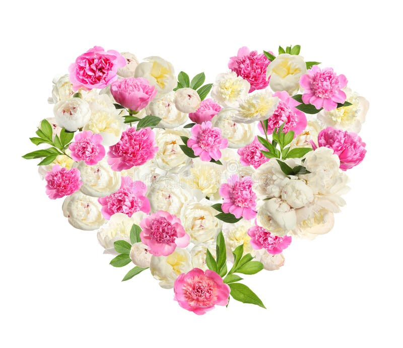 Beautiful Heart Shaped Composition Made with Tender Peony Flowers on ...