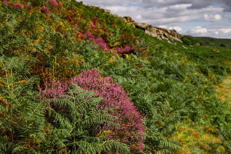 Beautiful Heather Fields in the Peak District Stock Image - Image of ...