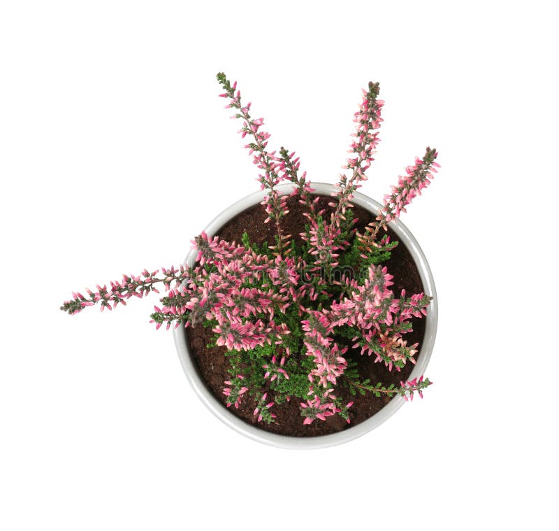 Beautiful Heather in Flowerpot Isolated on White, Top View Stock Image ...