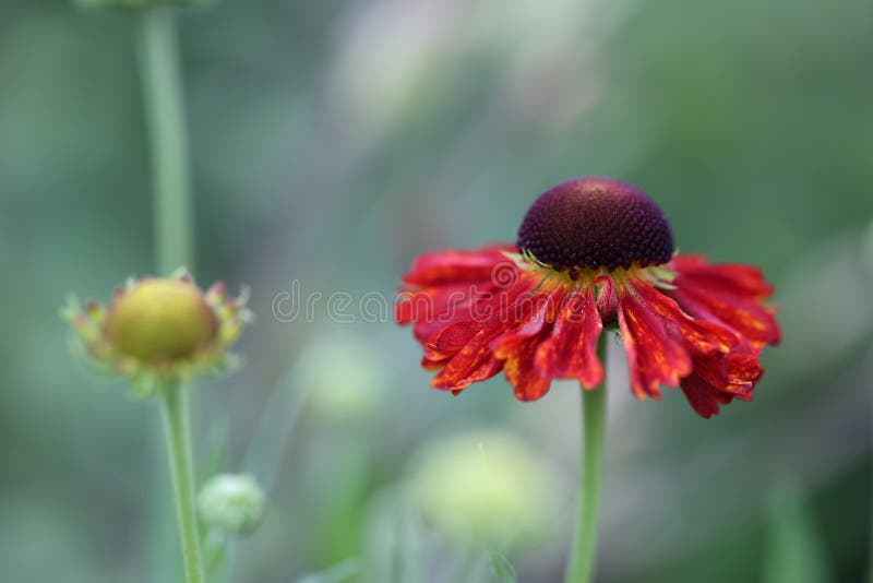 Beautiful Helenium Flower in Red with Bursting Bud Stock Image - Image ...