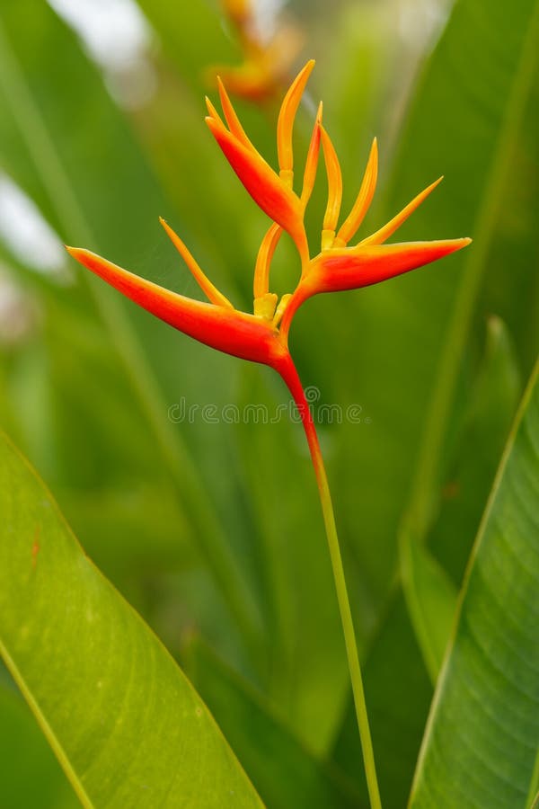 1+ Beautiful heliconia flower blooming vivid color Free Stock Photos ...