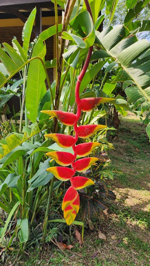 Beautiful Heliconia Rostrata Tropical Flower Stock Photo - Image of ...