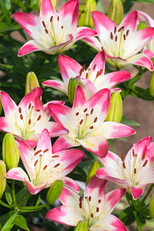 Lily flowers stock photo. Image of fresh, nature, lilli - 28934046