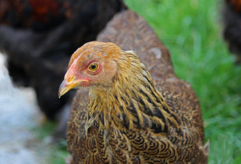 Beautiful hen, closeup stock image. Image of animal, fram - 98978877