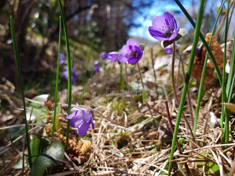 Hepatica flowers stock photo. Image of flower, blue, liverwort - 19340782