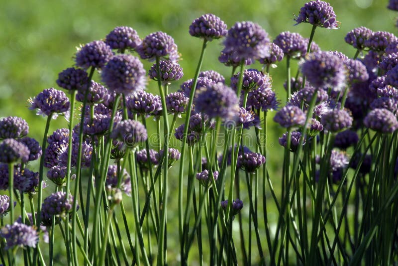 Beautiful herb flowers stock photo. Image of fragrant - 84848940