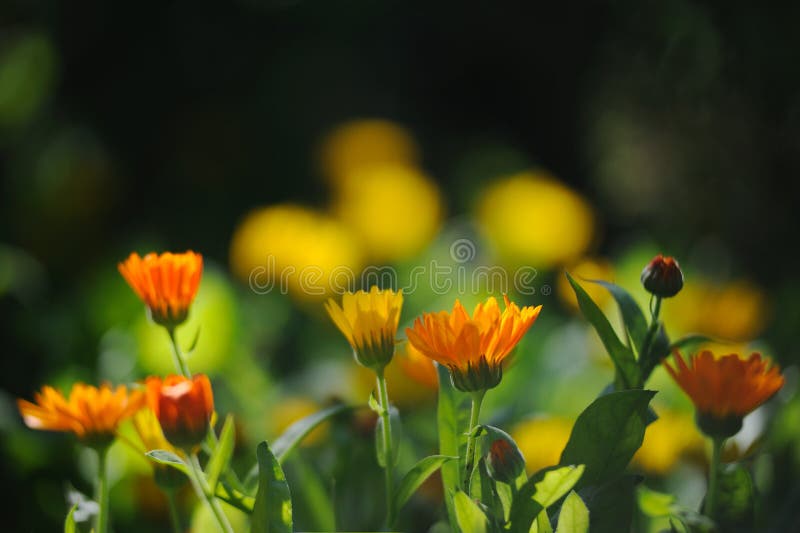 Beautiful Herbal Calendula Field in Spring Time Stock Photo - Image of ...