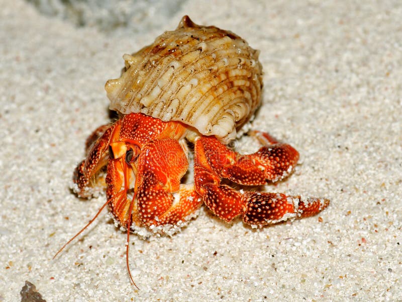 Beautiful Hermit Crab in His Shell Close Up Stock Photo - Image of ... Beautiful Hermit Crab in His Shell Close Up Stock Photo - Image of ...