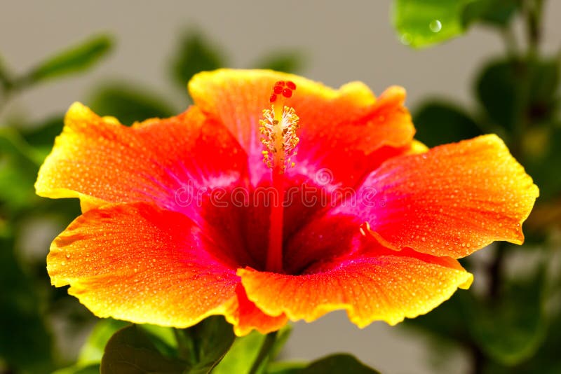 Beautiful hibiscus stock image. Image of color, drops - 74697847