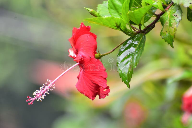 Chembarathi Hibiscus Flower Stock Photos - Free & Royalty-Free Stock ...