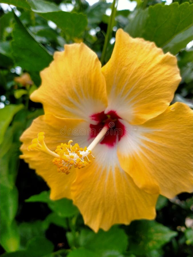 Flower of Charming lotus stock photo. Image of floral - 30791340