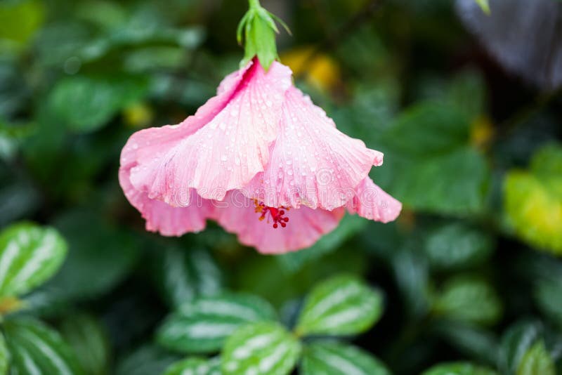 Beautiful hibiscus flower stock image. Image of garden - 83469045