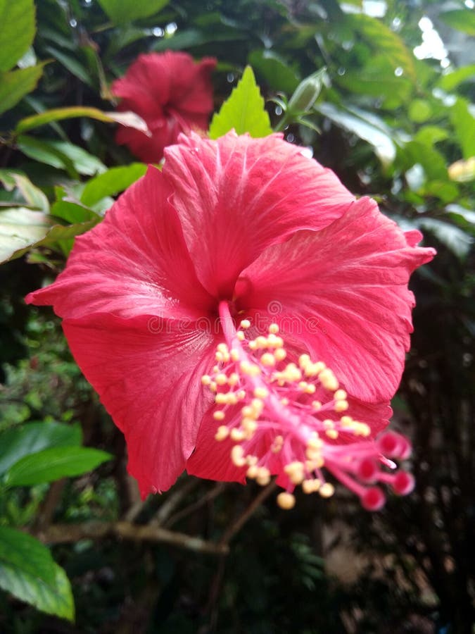 Beautiful Hibiscus Flower stock photo. Image of hibiscus - 103119120