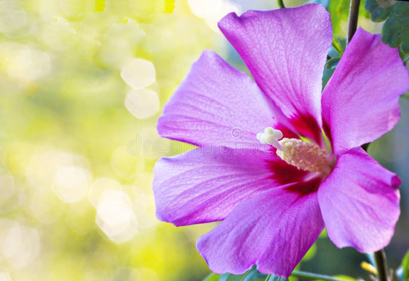 Beautiful hibiscus flower stock image. Image of herbal - 68146203